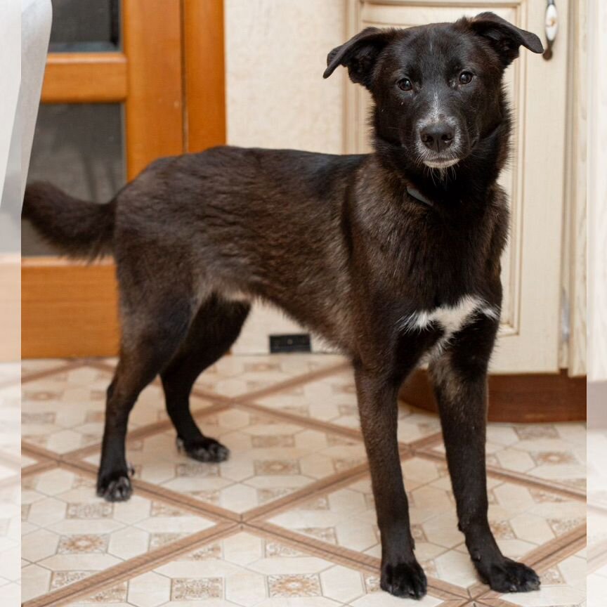 Собака