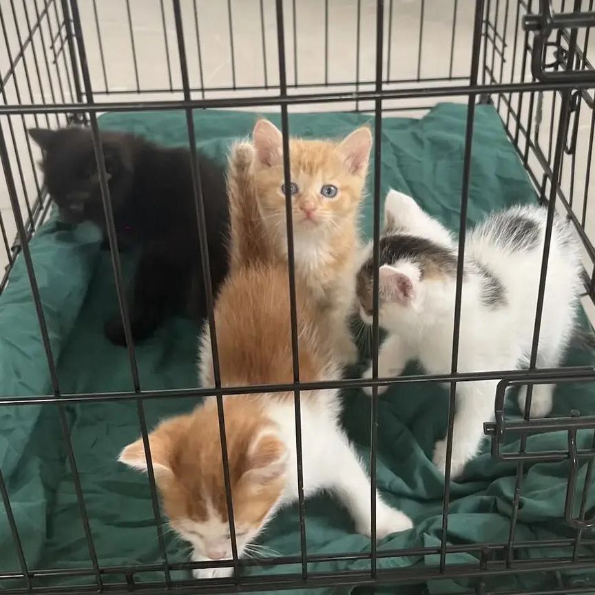 Котёнок в добрые руки