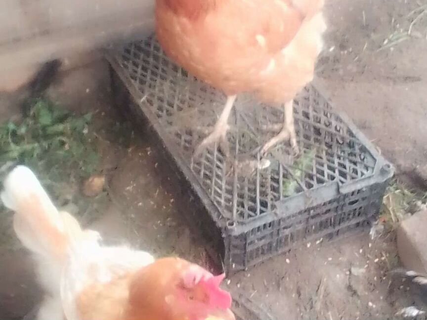 Куры молодки домашние