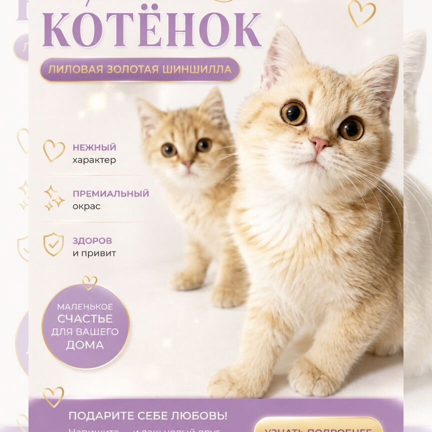 Шотландский прямоухий короткошёрстный котёнок