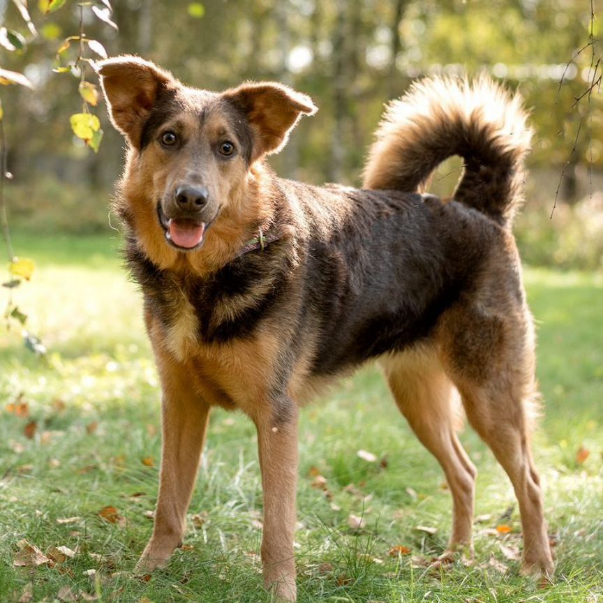 Взрослая собака в добрые руки