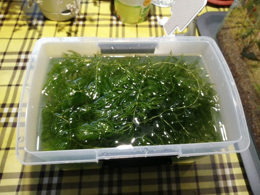 Аквариумные растения