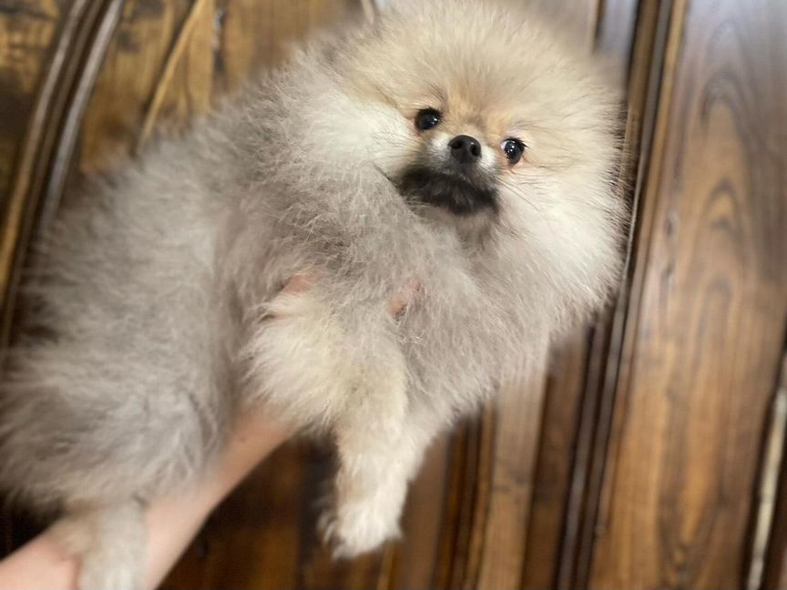 Шпиц померашка эксклюзив