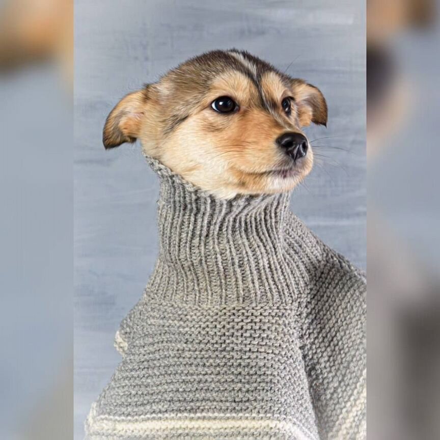 Кроха Джули ищет дом