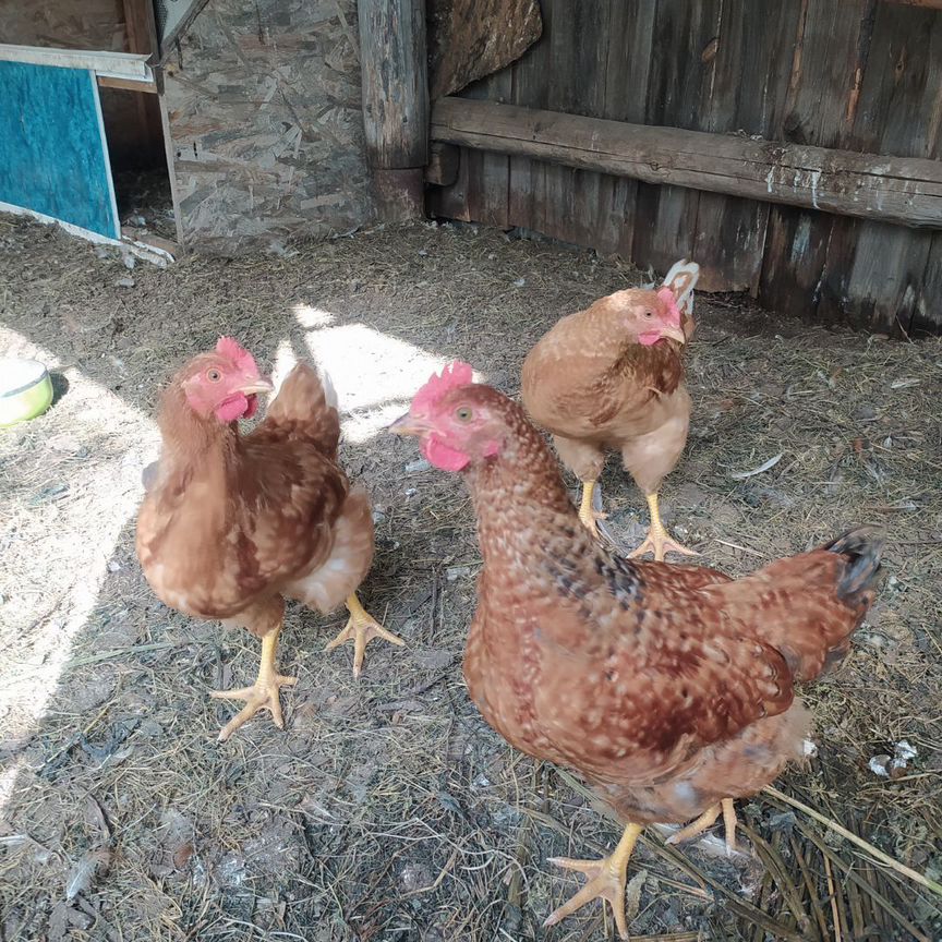 Петухи молодые