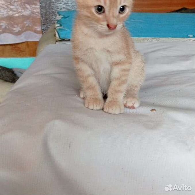 Домашние двухмесячные котята, (пять мальчиков)