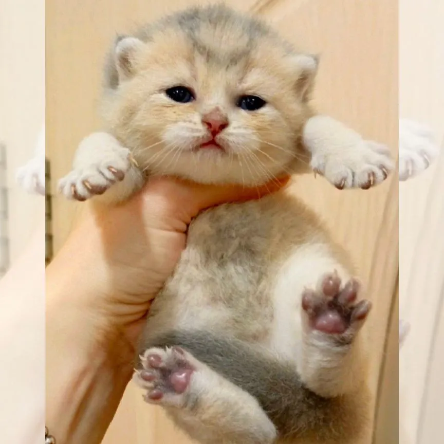 Шотландские плюшевые котята шиншиллы