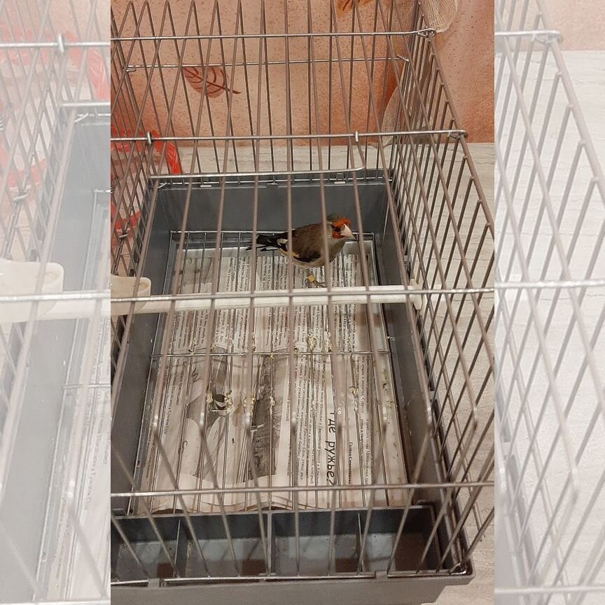 Седоголовый щегол