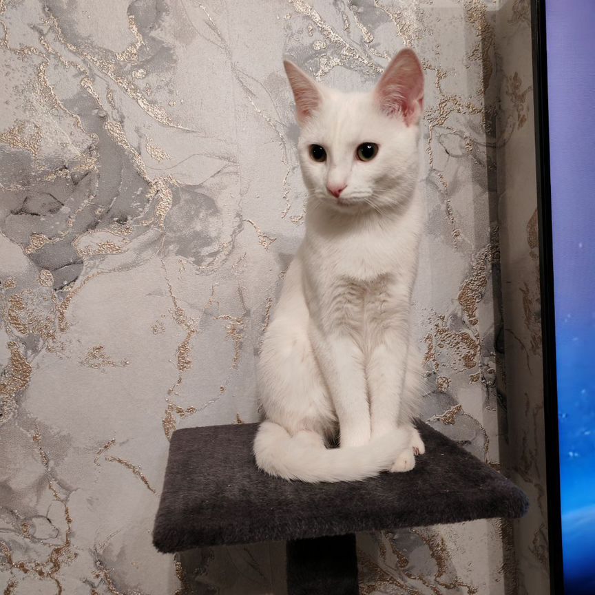 Белый котенок