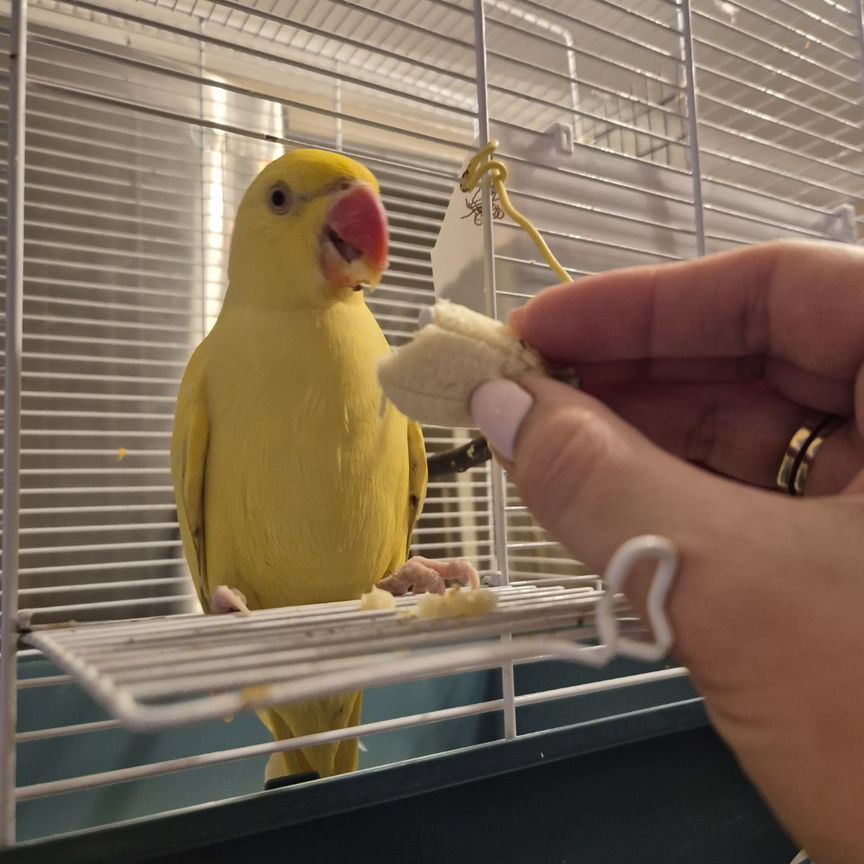 Ожереловый попугай