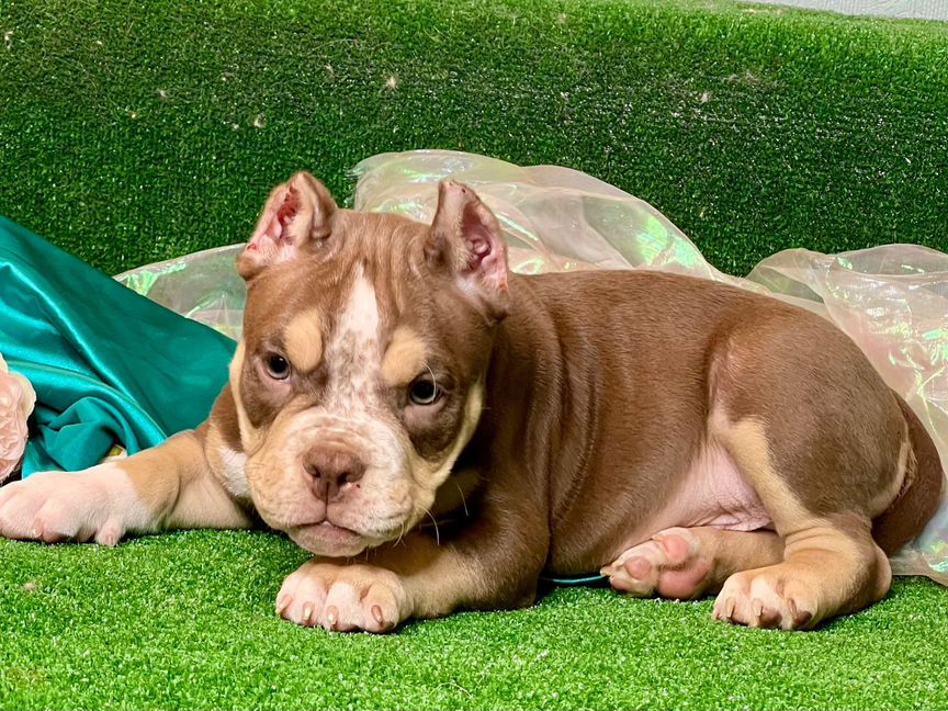 Щенок булли