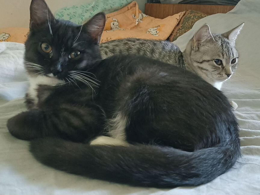 Очаровательные котята в добрые руки