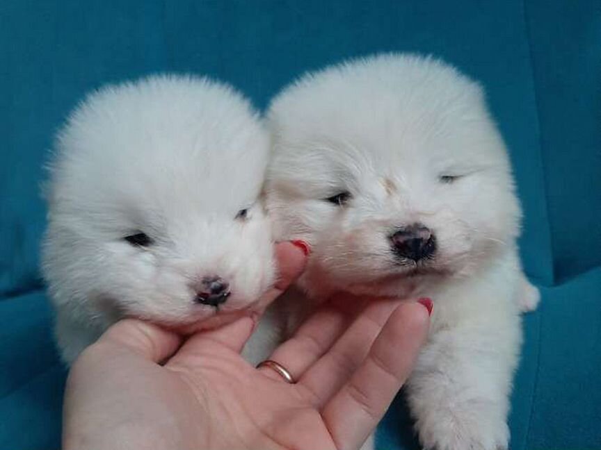 Красивые щенки самоед