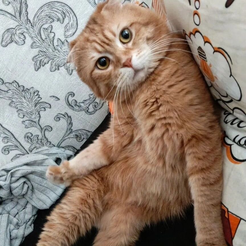 Шотландский вислоухий короткошёрстный, взрослый кот