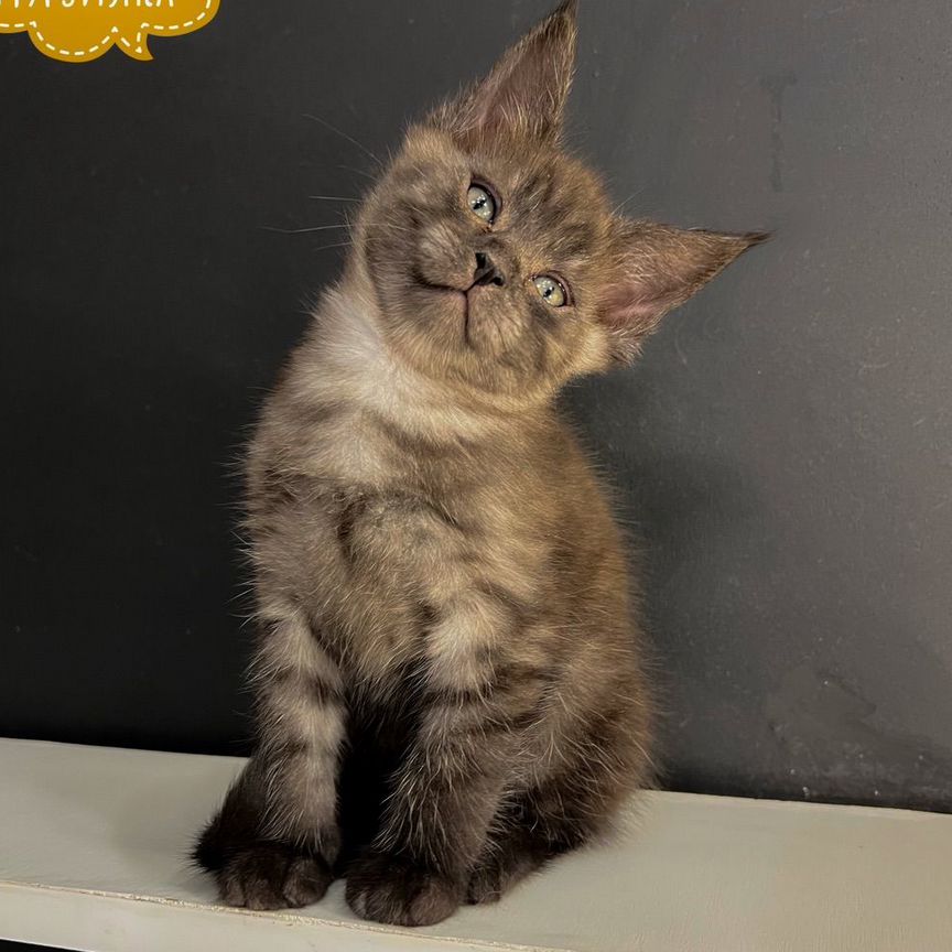 Мейн-кун котёнок