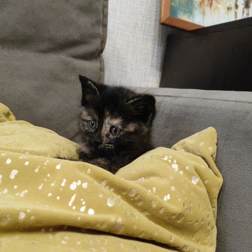 Котёночек
