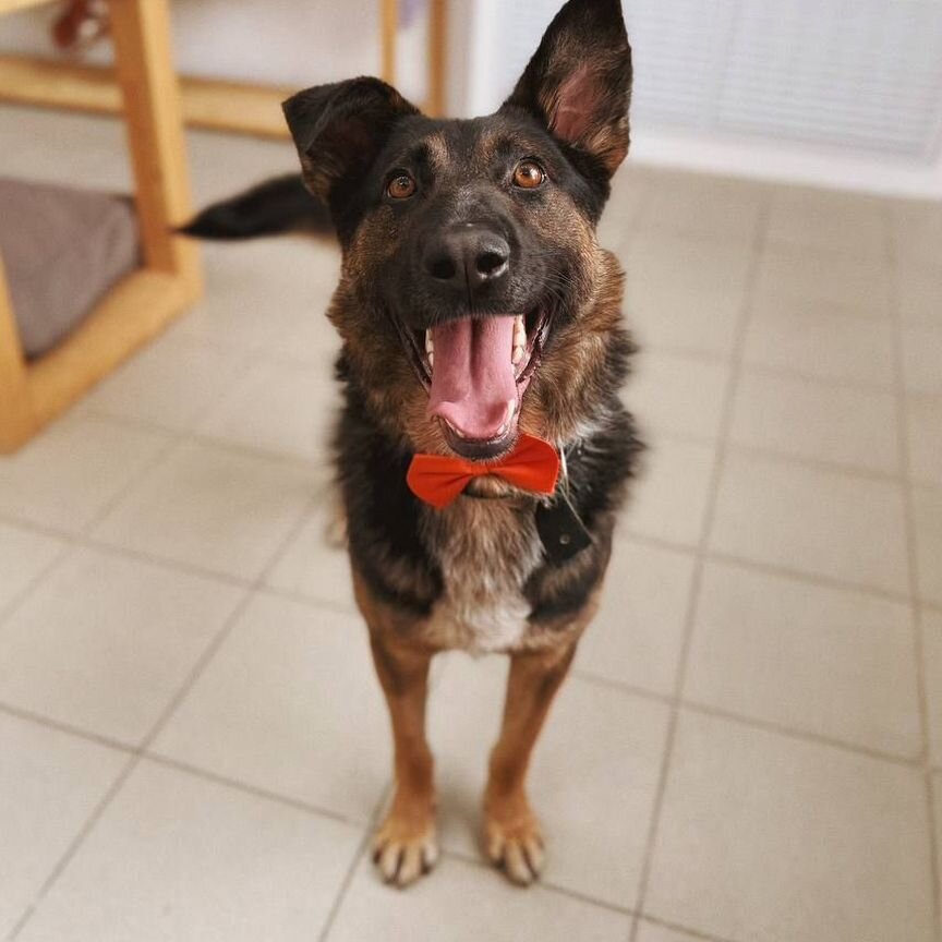 Взрослый пёс в добрые руки