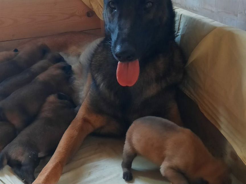 Щенки бельгийской овчарки малинуа