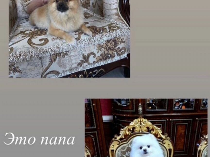 Маленькая собака шпиц