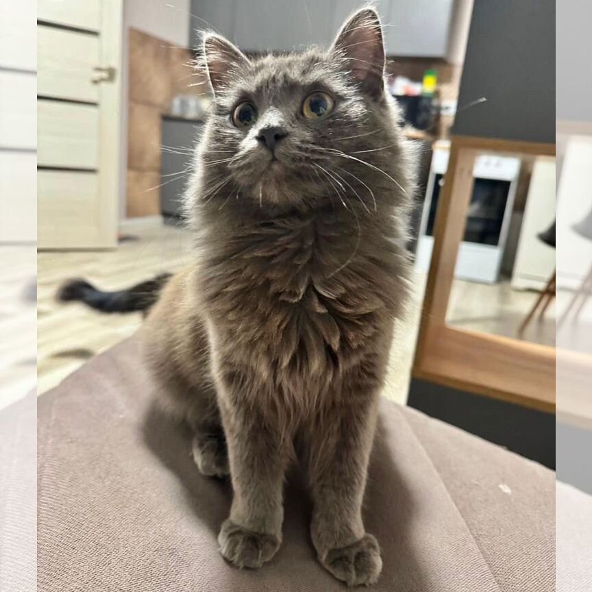 Дымчатая кошка молодая бесплатно