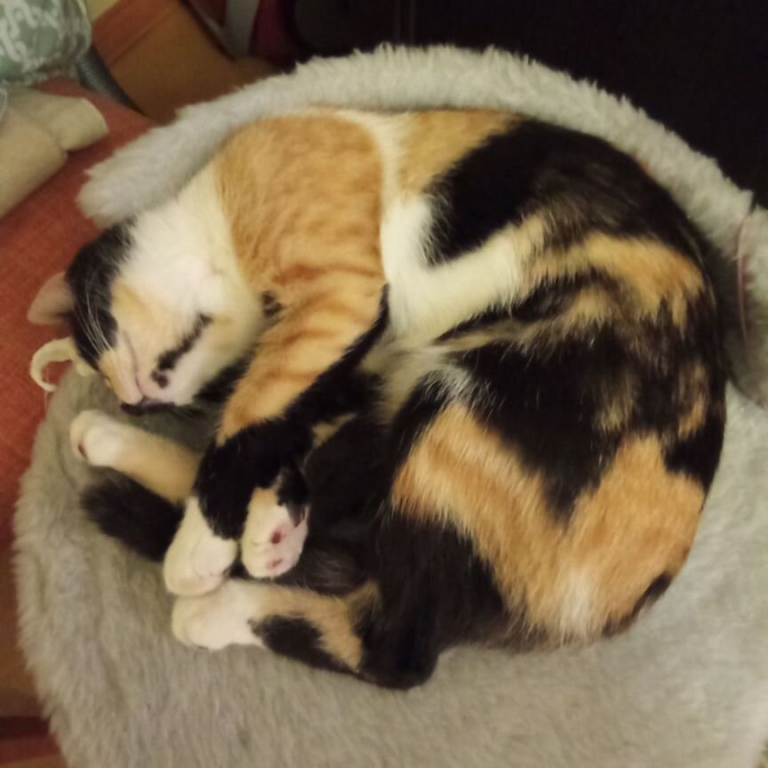 Отдам кошку в добрые руки