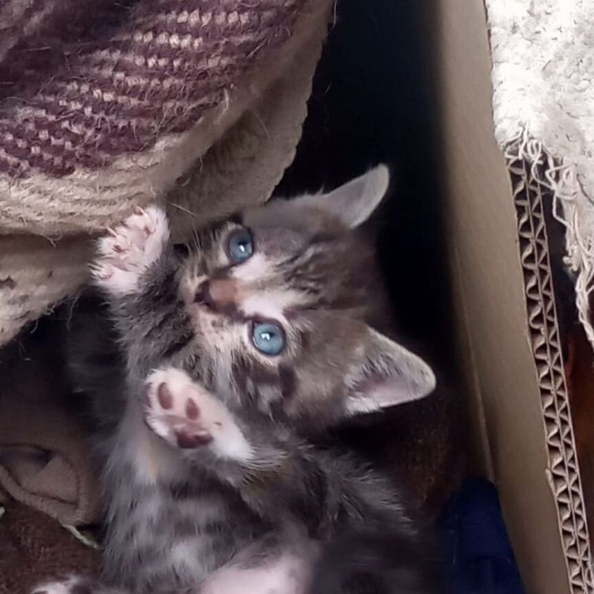 Котята