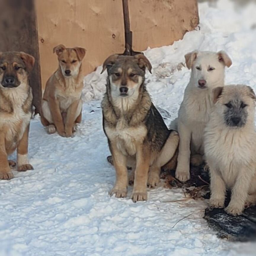 Щенок в добрые руки