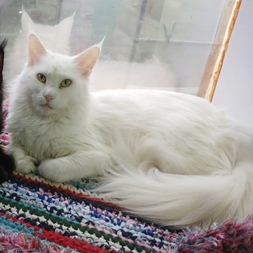 Мейн-кун, взрослая кошка