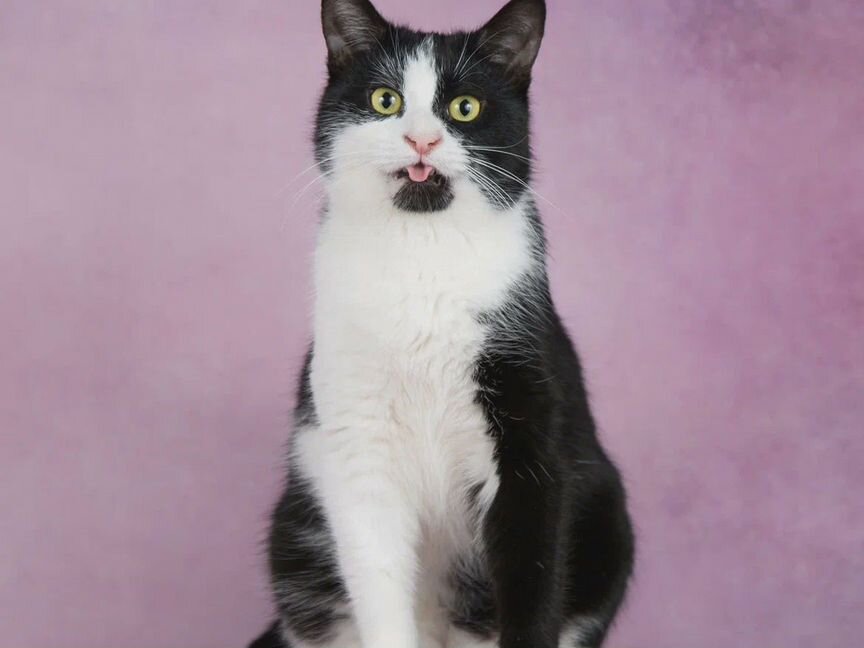 Котик Банди