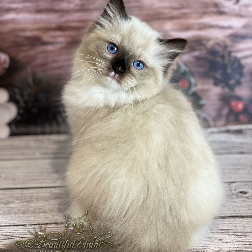 Девочка рэгдолл