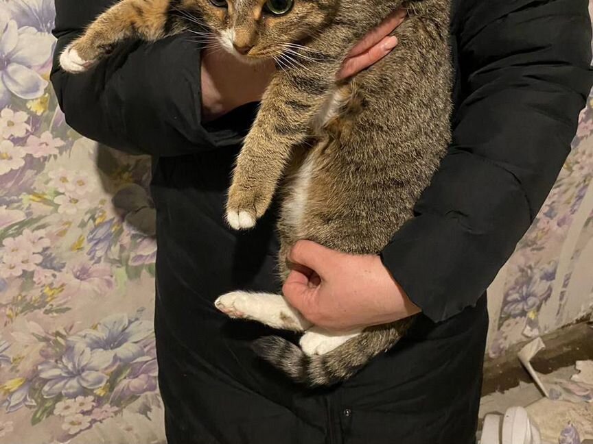 Кошки