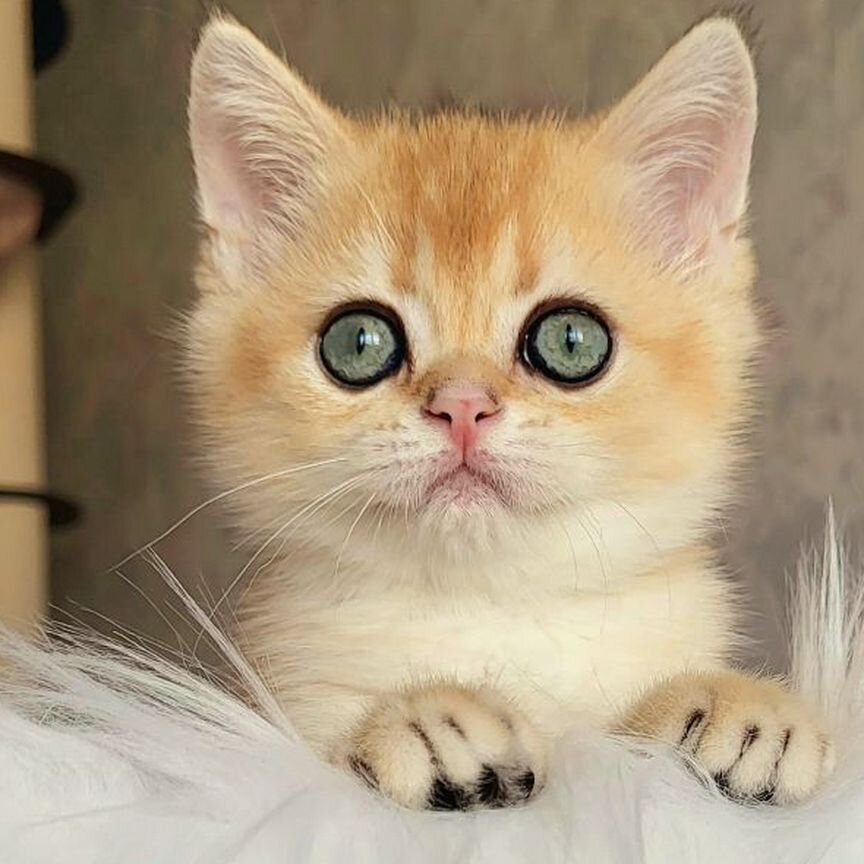 Шотландская девочка