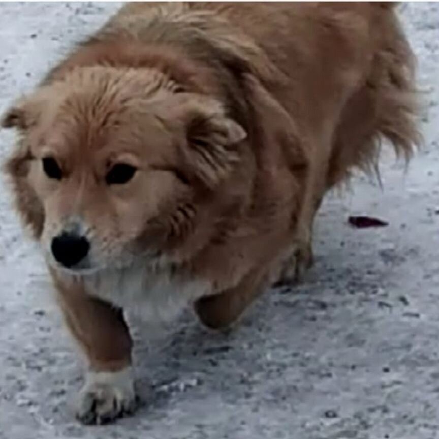 Взрослая собака в добрые руки