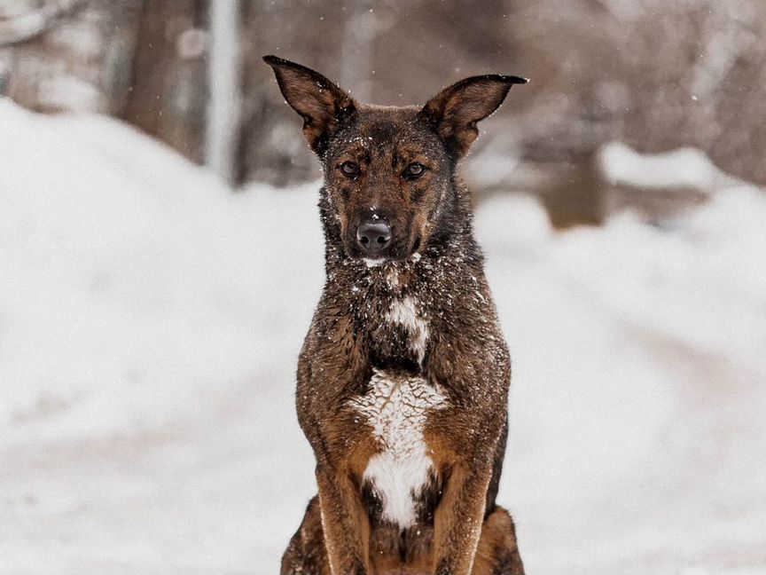 Собака в добрые руки