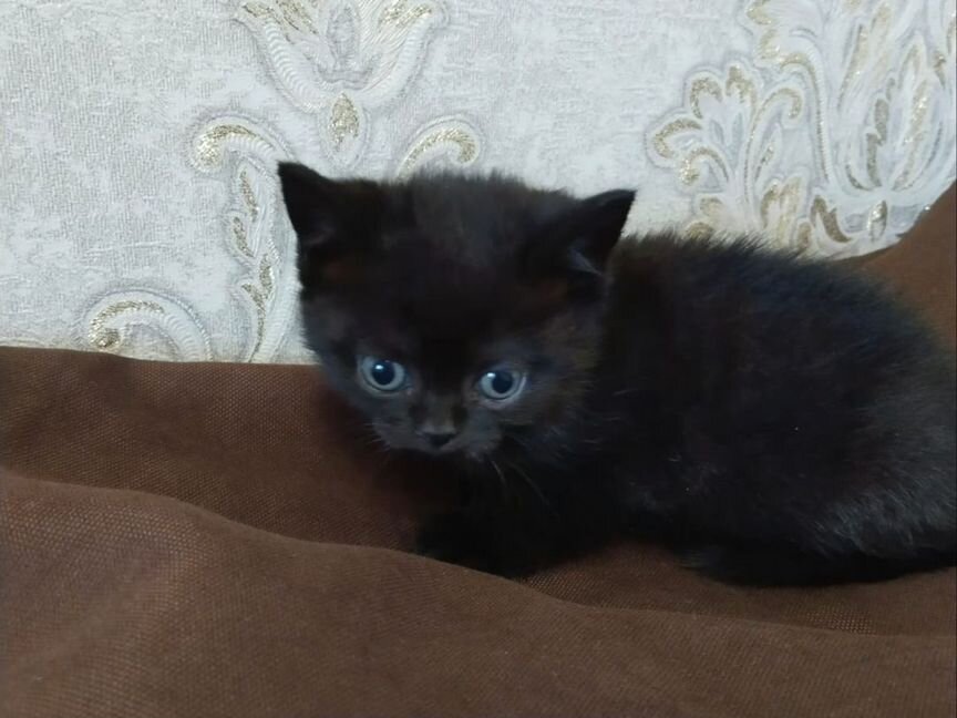 Британские котята короткошерстные