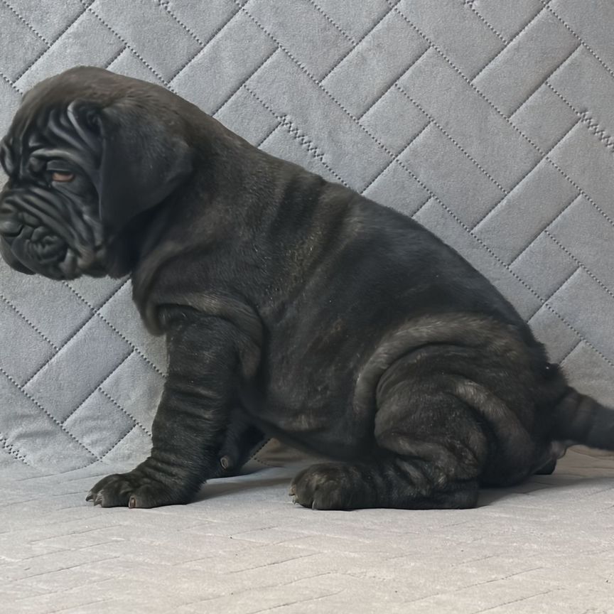 Неаполитанский мастиф, щенок