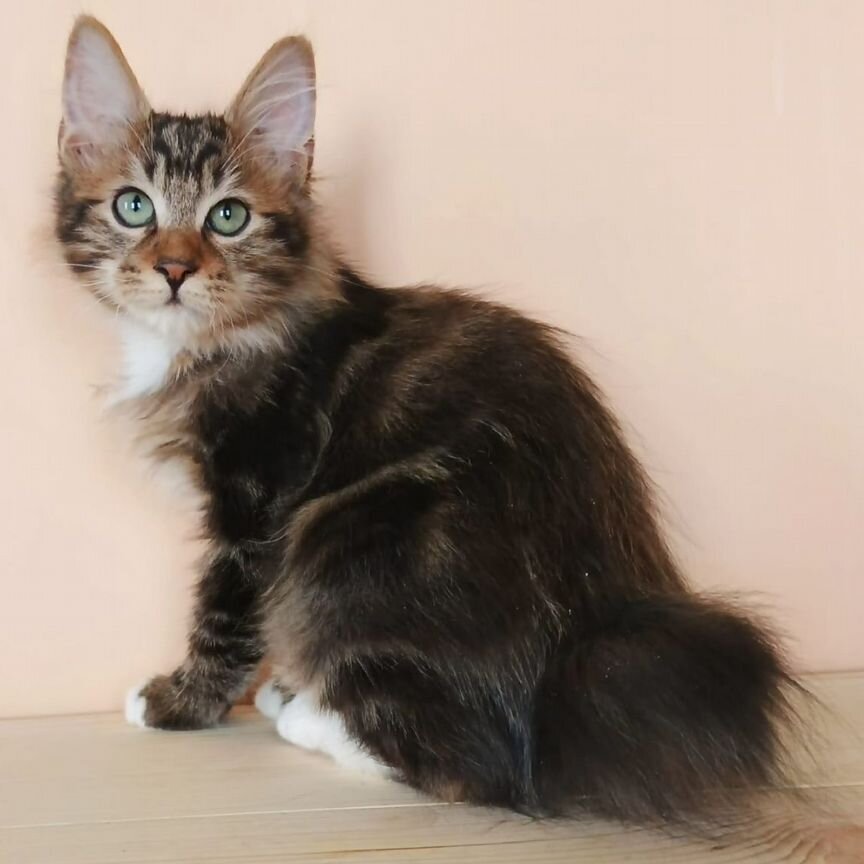 Котик Курильский бобтейл