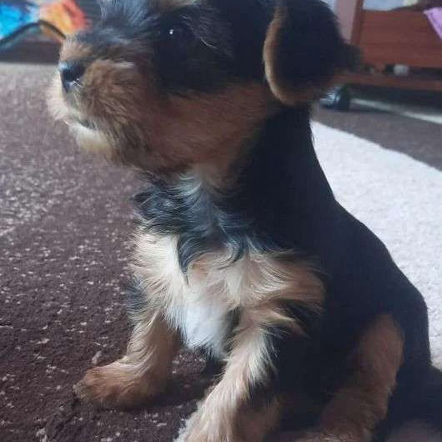 Йоркширский терьер мини