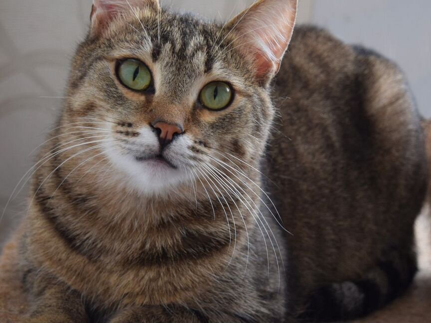 Кот спокойный молодой хороший