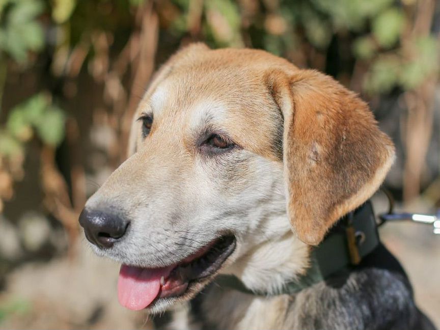 Только для Вас, Дана