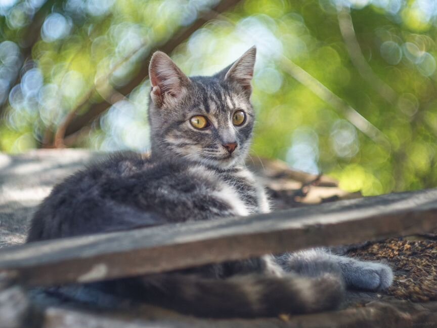 А вдруг это Ваш котик