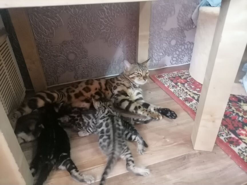 Бенгальские котята