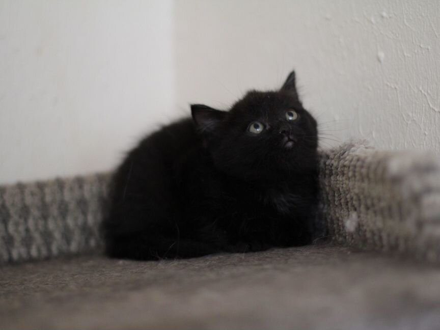 Черный котенок