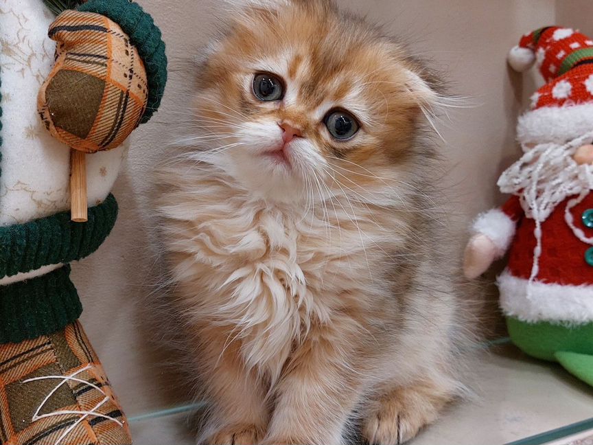 Нарядный шотландский котик