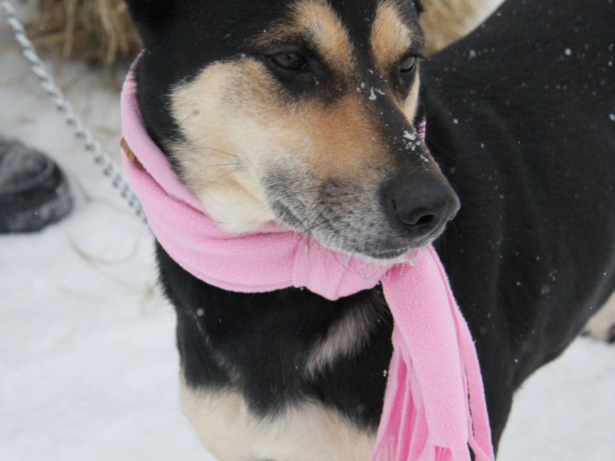 Собаке грустно и одиноко в клетке