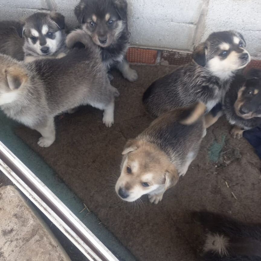 Щенки в добрые руки