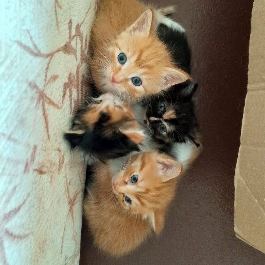 Отдам котяток в добрые руки