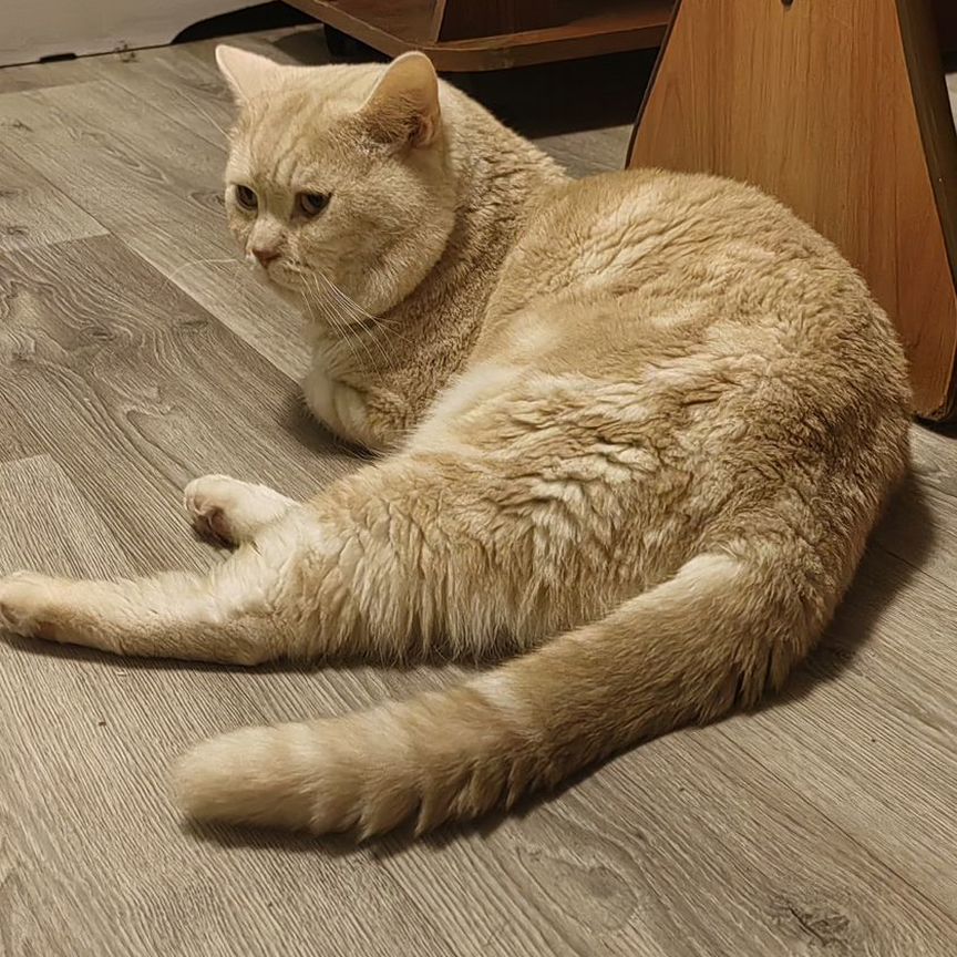 Шотландский прямоухий короткошёрстный кот, взрослый