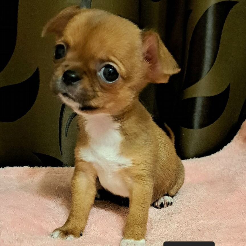 Чихуахуа