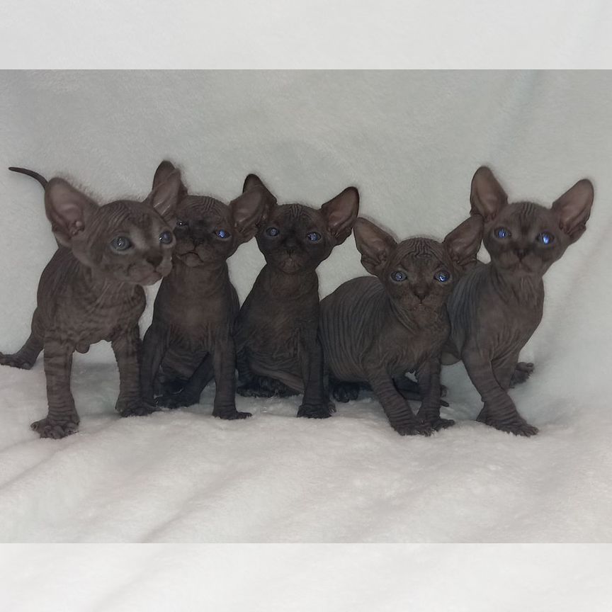 Канадский сфинкс